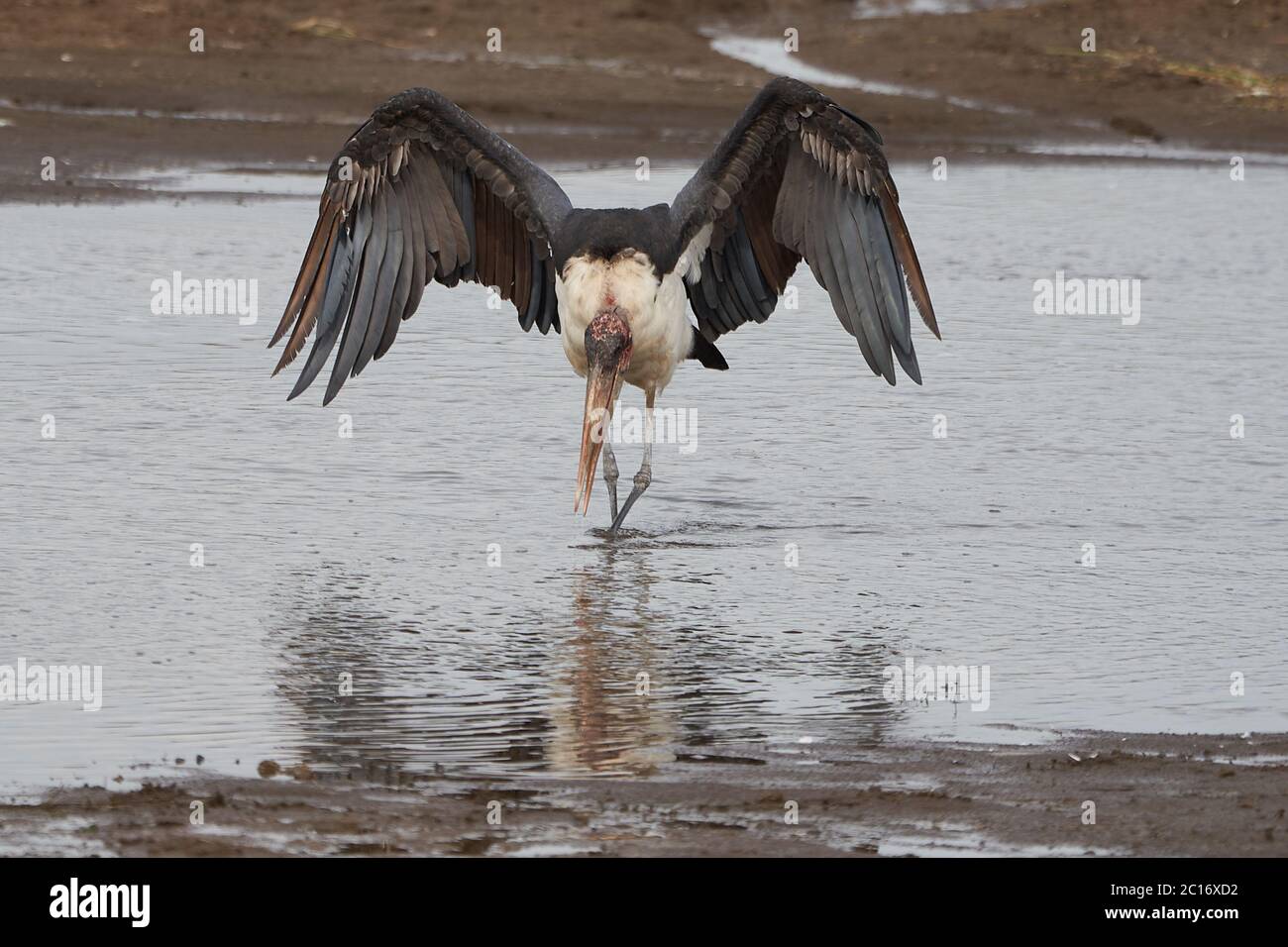 White stork open beak hi-res stock photography and images - Alamy