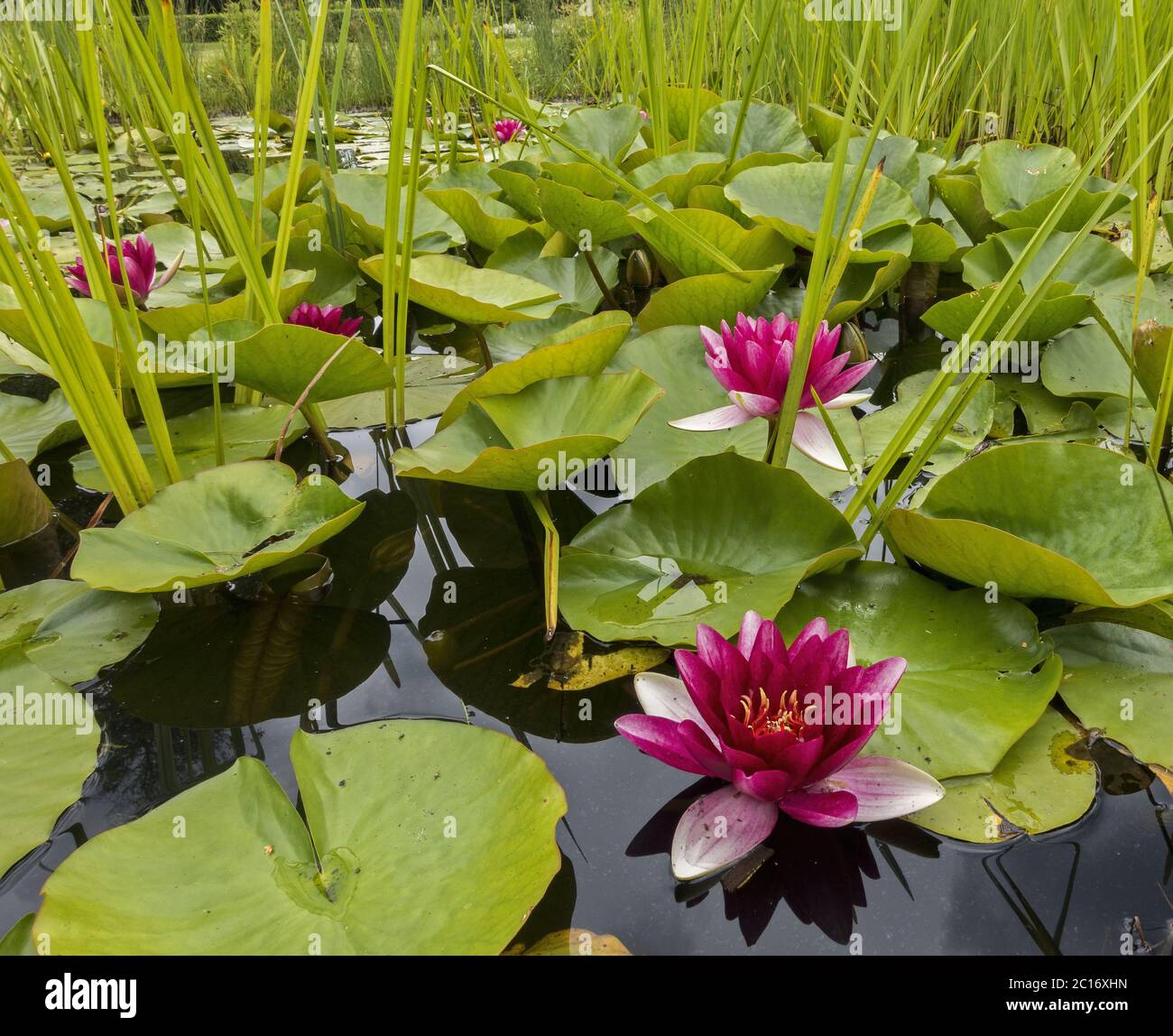 Water lily pond Stock Photo - Alamy