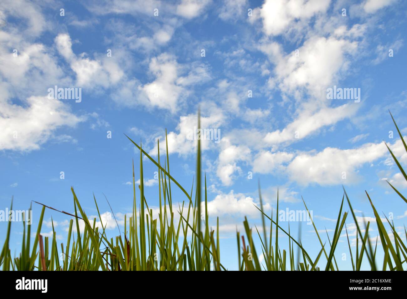 Grass weed hi-res stock photography and images - Alamy