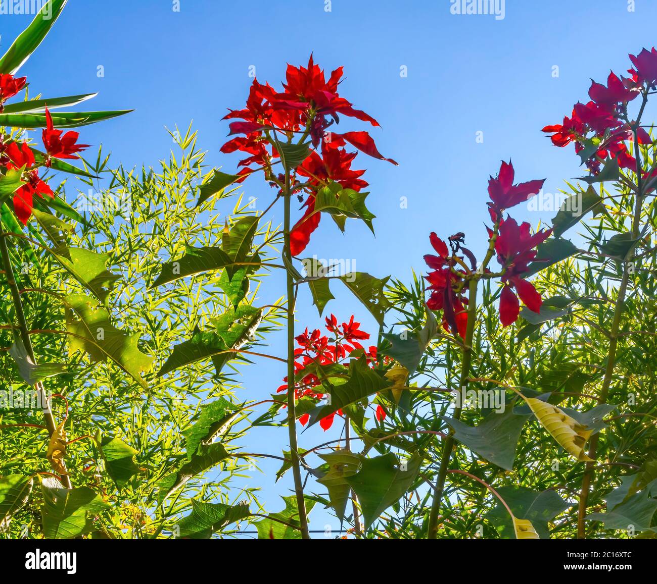 Native poinsettia hi-res stock photography and images - Alamy