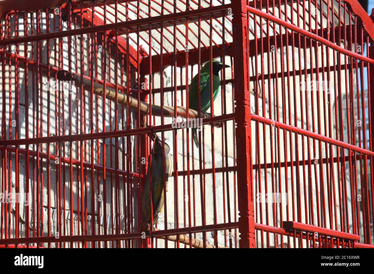 Bird cage open door hi-res stock photography and images - Alamy