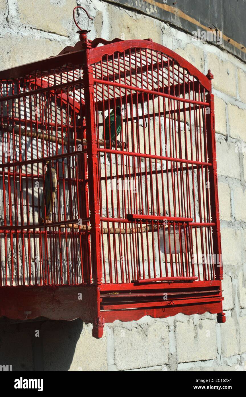 bird in a cage Stock Photo - Alamy