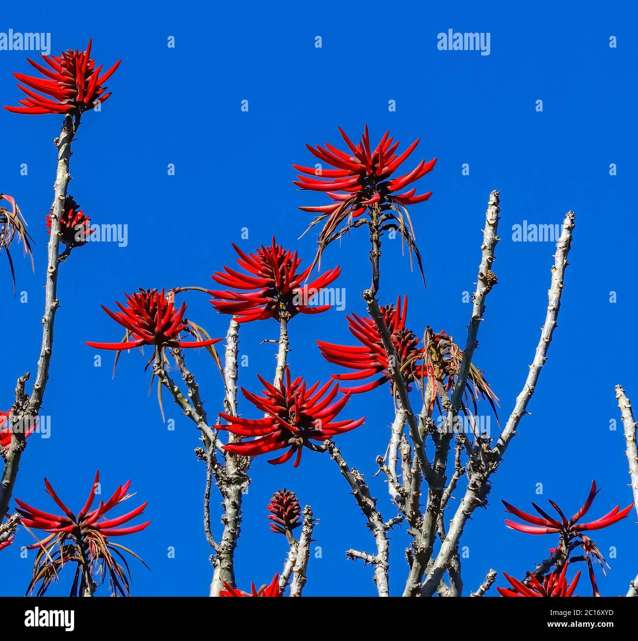 Colorful Red Coral Tree Erythrina Overlook Cholula Puebla Mexico Stock ...