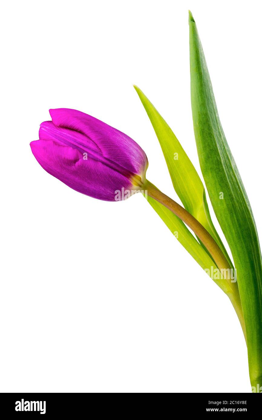 Violet tulip isolated on a white background Stock Photo - Alamy