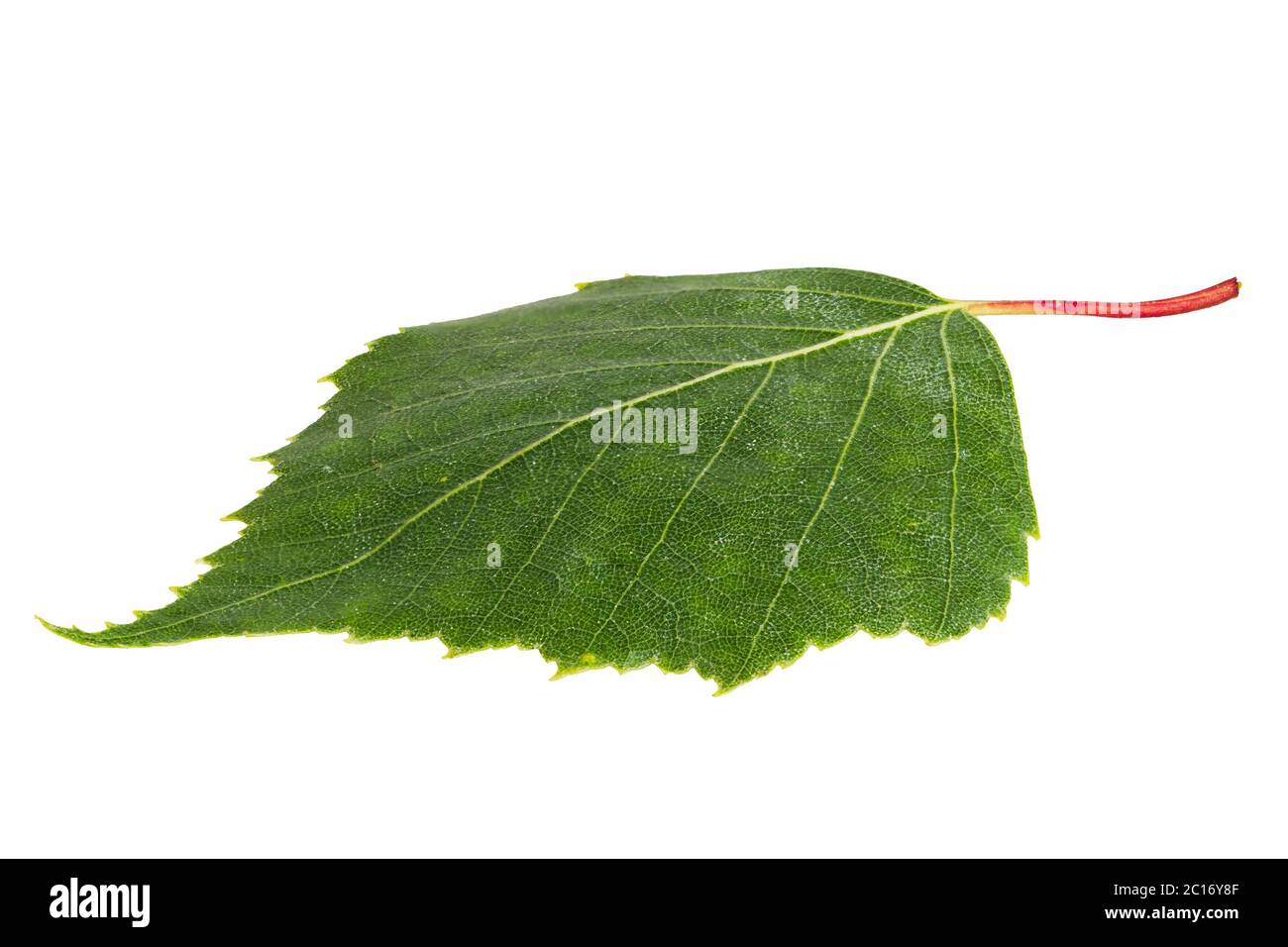 Birch leaf isolated on a white background Stock Photo - Alamy