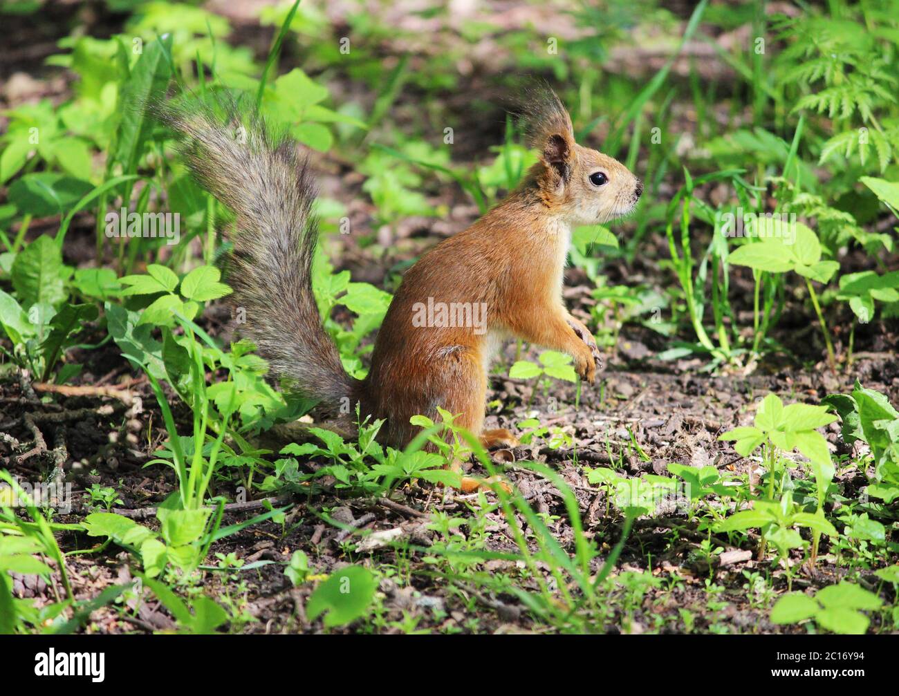 The red park squirrel in spring looks for places where it hid food ...