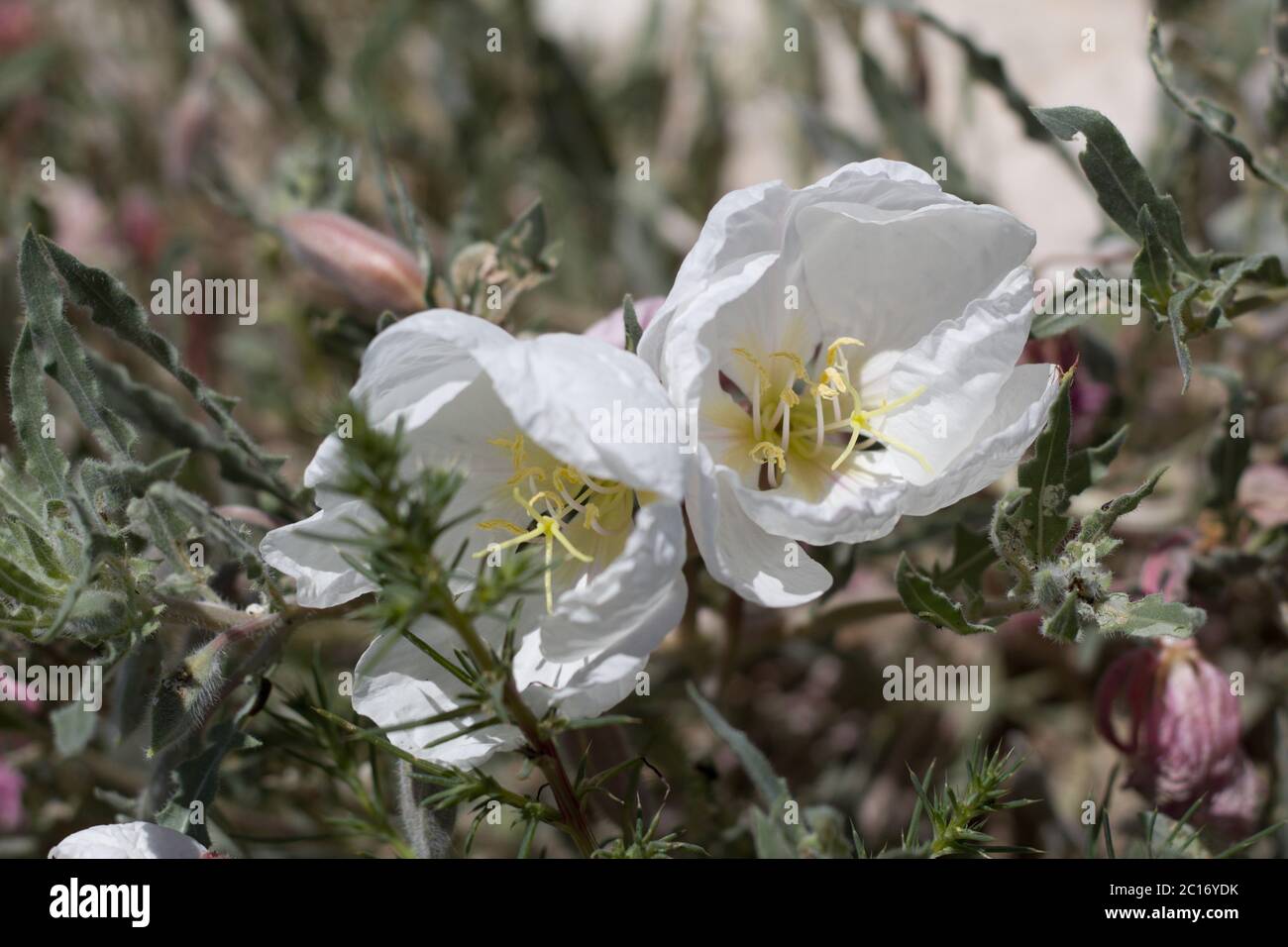 California Evening Primrose, Oenothera Californica, Onagraceae, native ...
