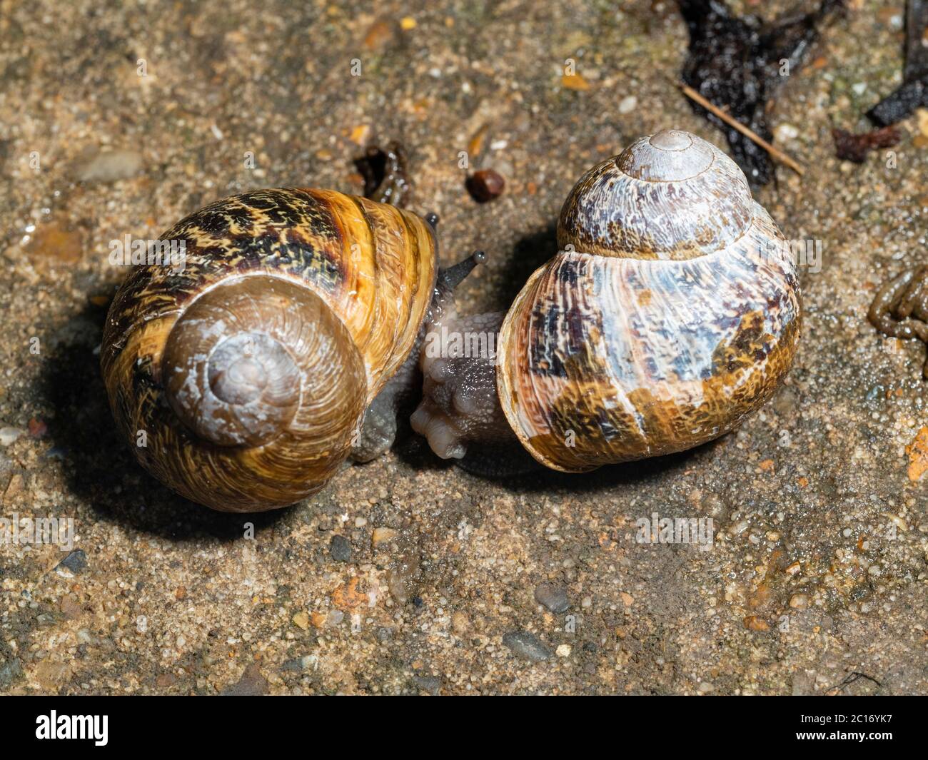 Helix aspersa mating snail hi-res stock photography and images - Alamy