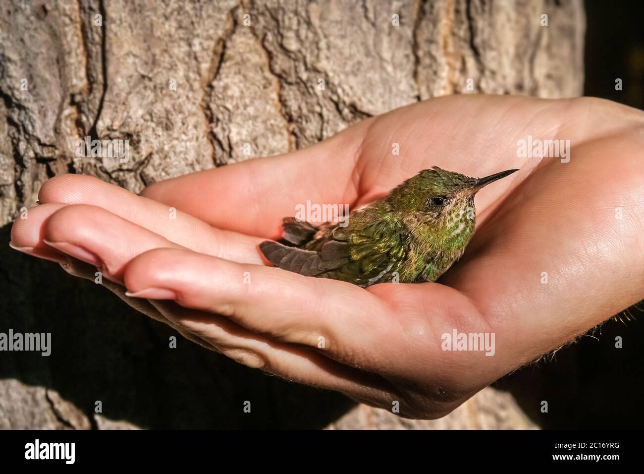 Little green hummingbird Stock Photo - Alamy