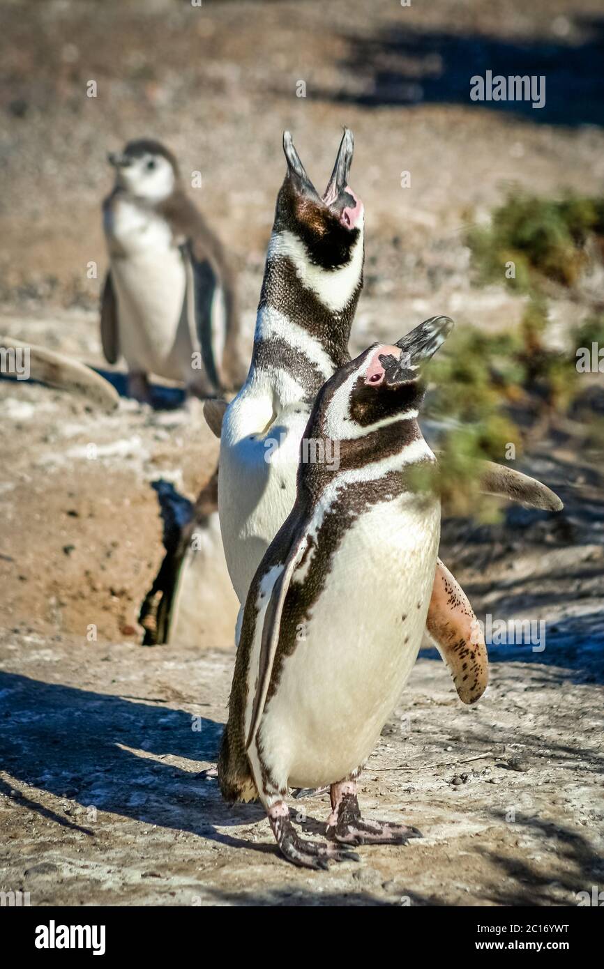 Penguin shouting loudly Stock Photo - Alamy