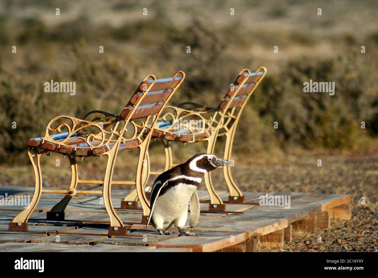Small tired penguin Stock Photo - Alamy