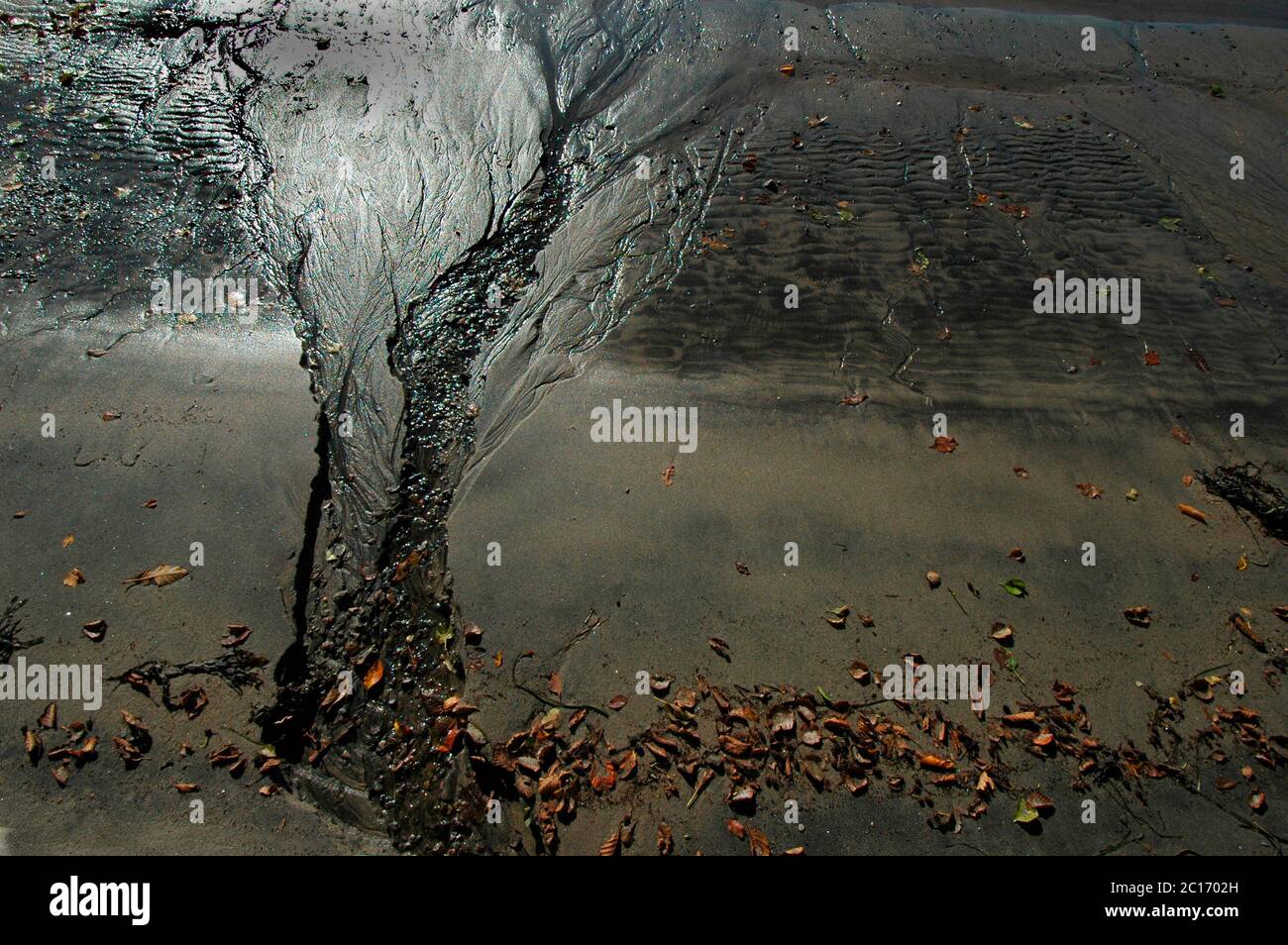 Tree in Sand Stock Photo - Alamy