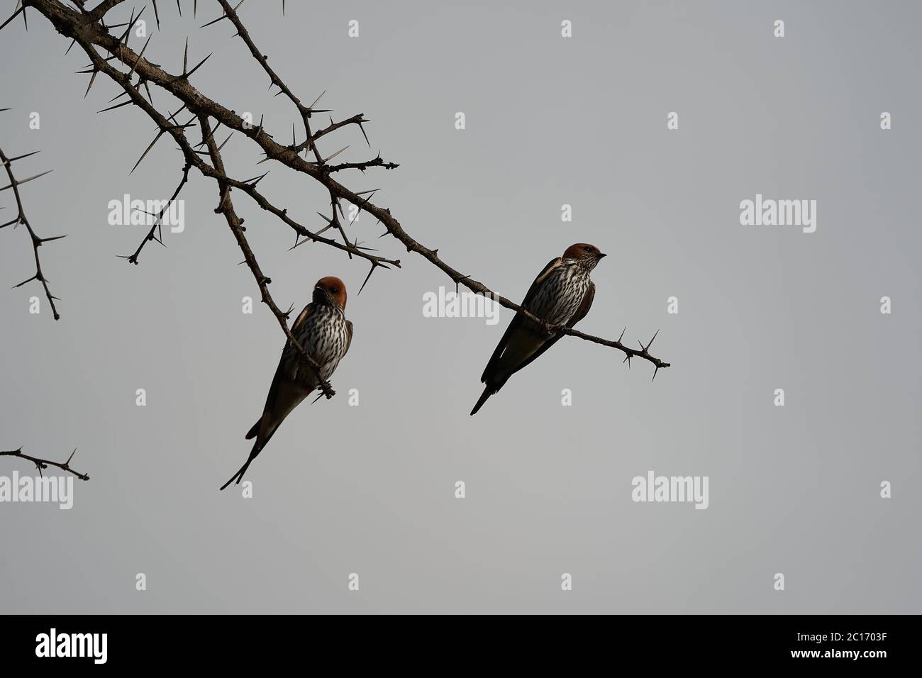 Greater striped swallow cecropis cucullata hi-res stock photography and ...