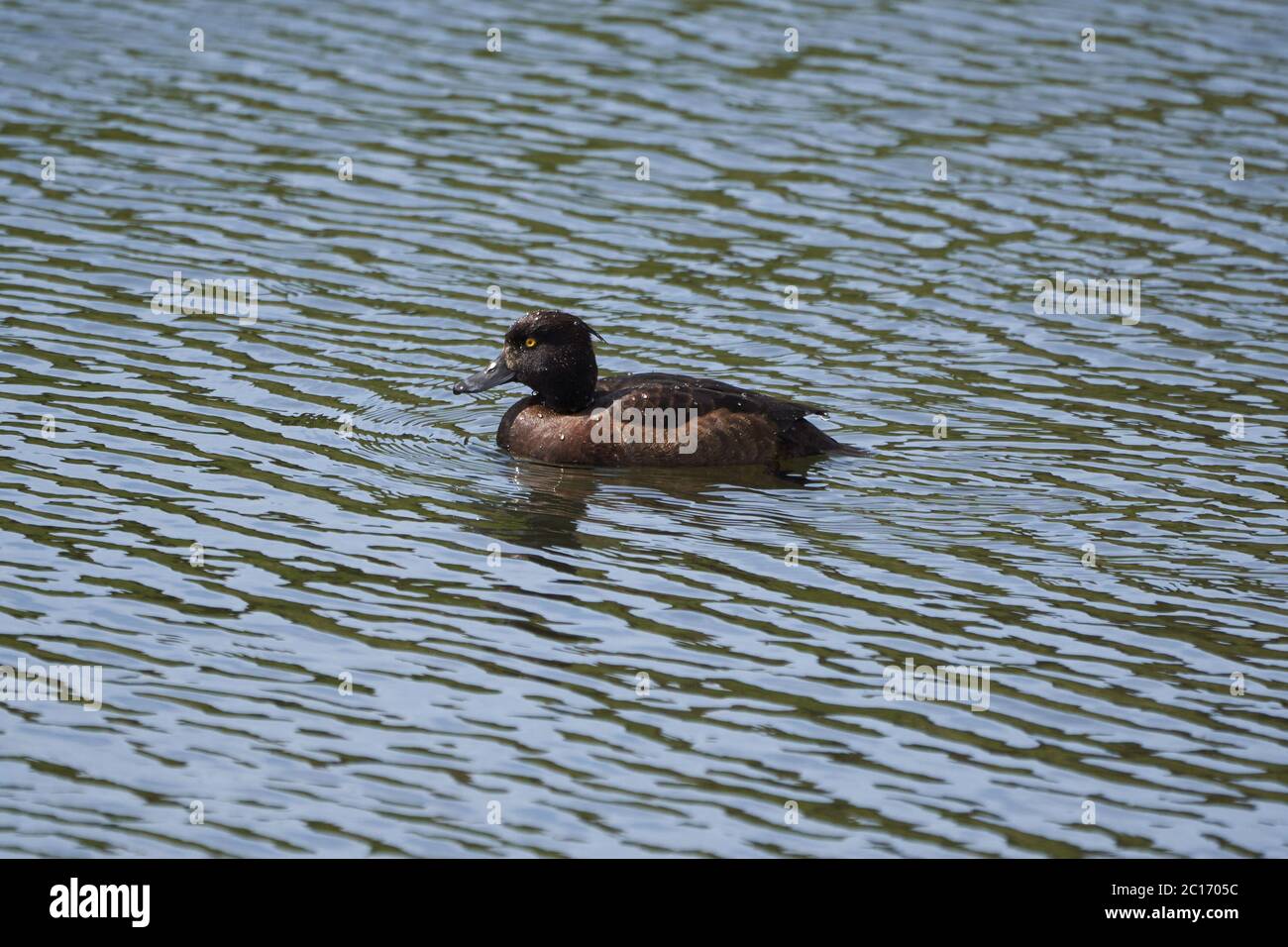 Tufted duck Aythya fuligula is a small diving duck female Swiss alps ...