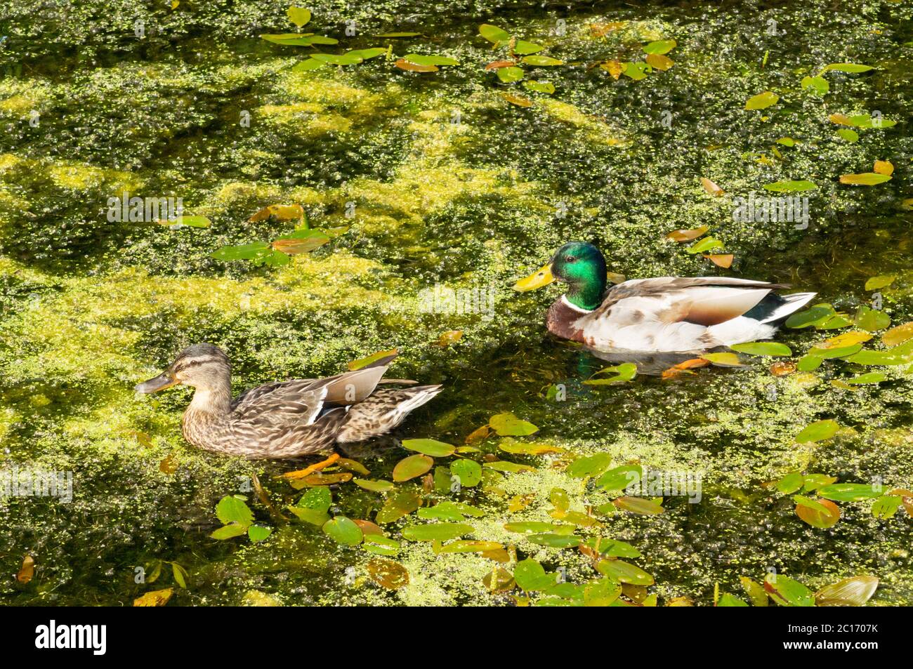 Family of mallards hi-res stock photography and images - Alamy