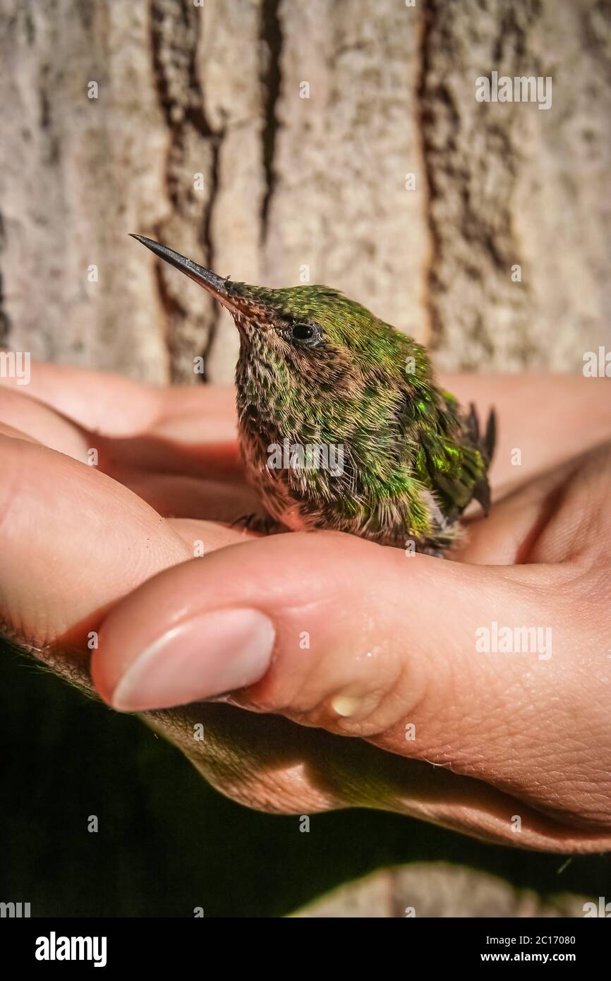Little green hummingbird Stock Photo - Alamy