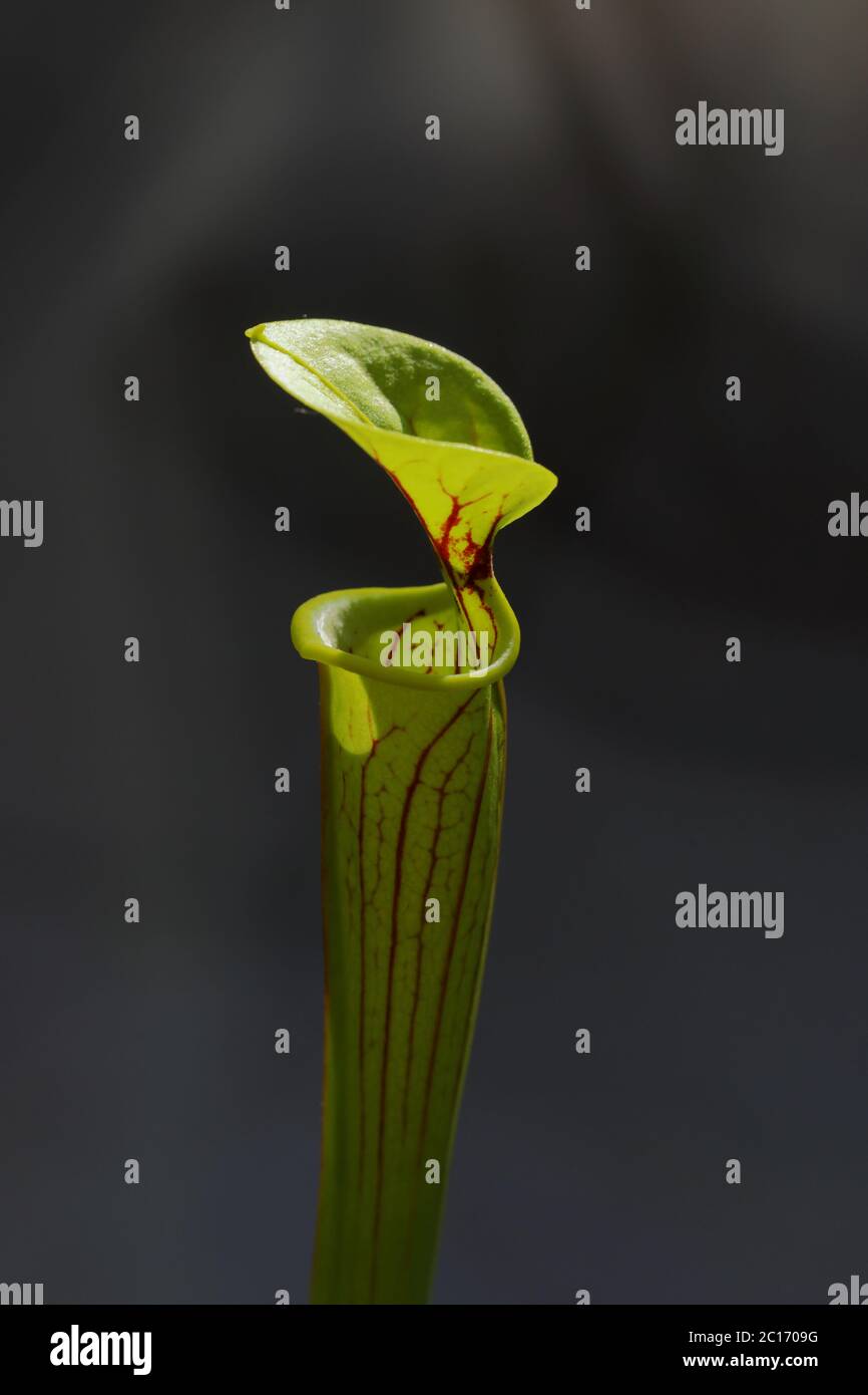 the top of a trumpet pitcher plant (Sarracenia Flava) showing the lid ...