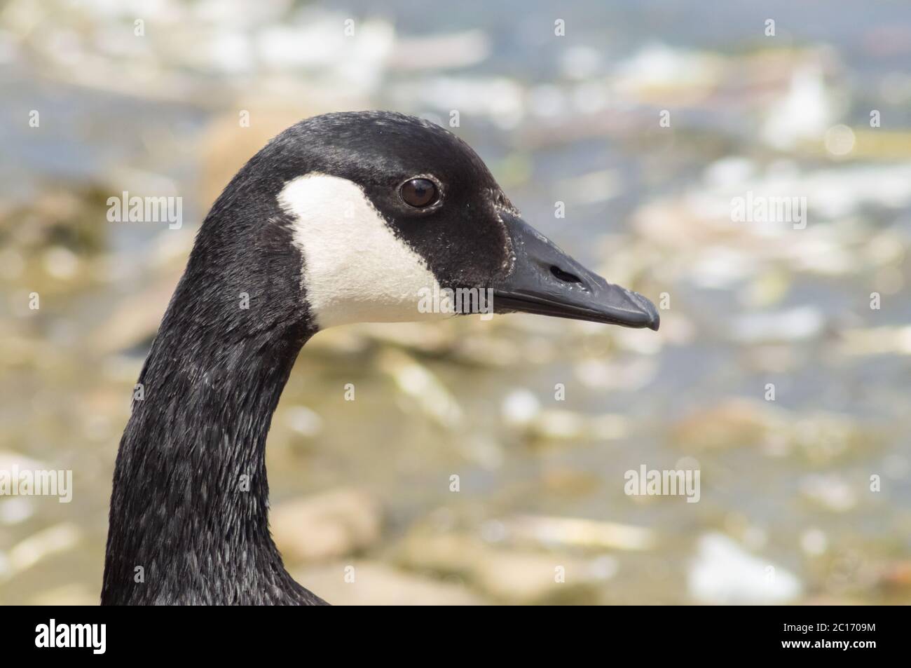 Canada goose head hi-res stock photography and images - Alamy