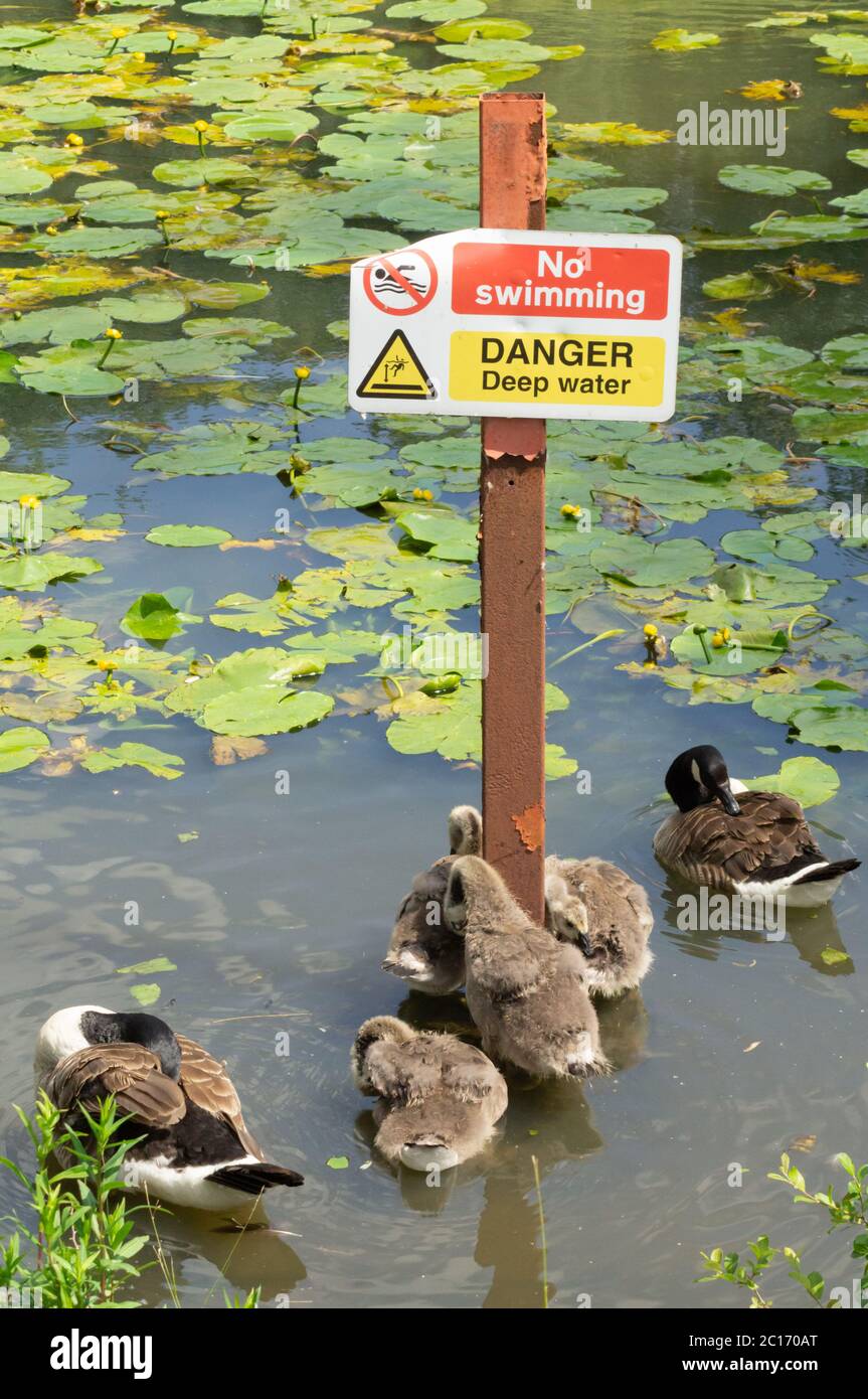 No swimming - danger deep water - signpost at lake with Canada goose ...