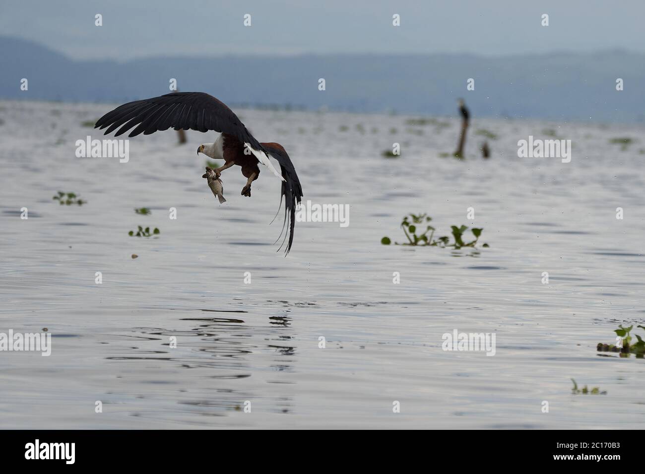 Eagle catching fish hi-res stock photography and images - Alamy