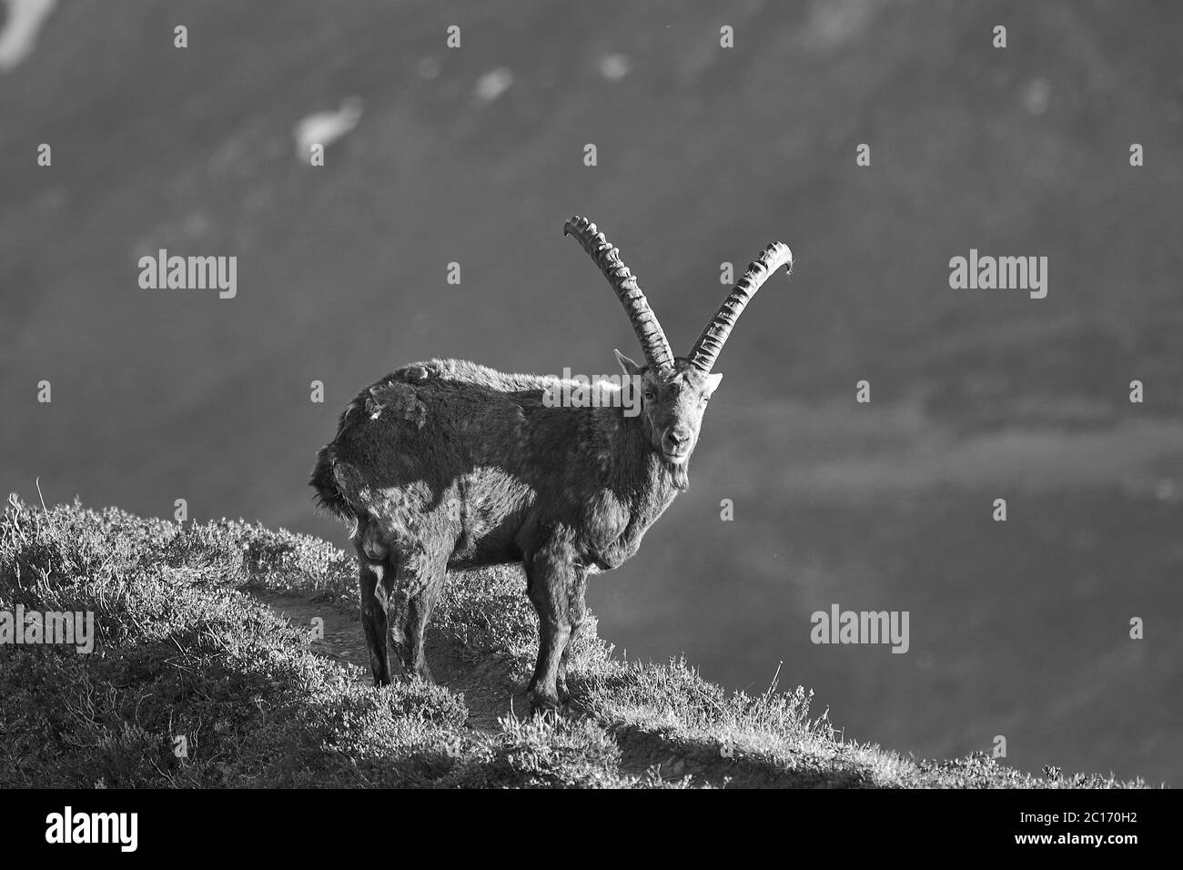 Capricorn Alpine Ibex Capra ibex Mountain Swiss Alps Black and White ...