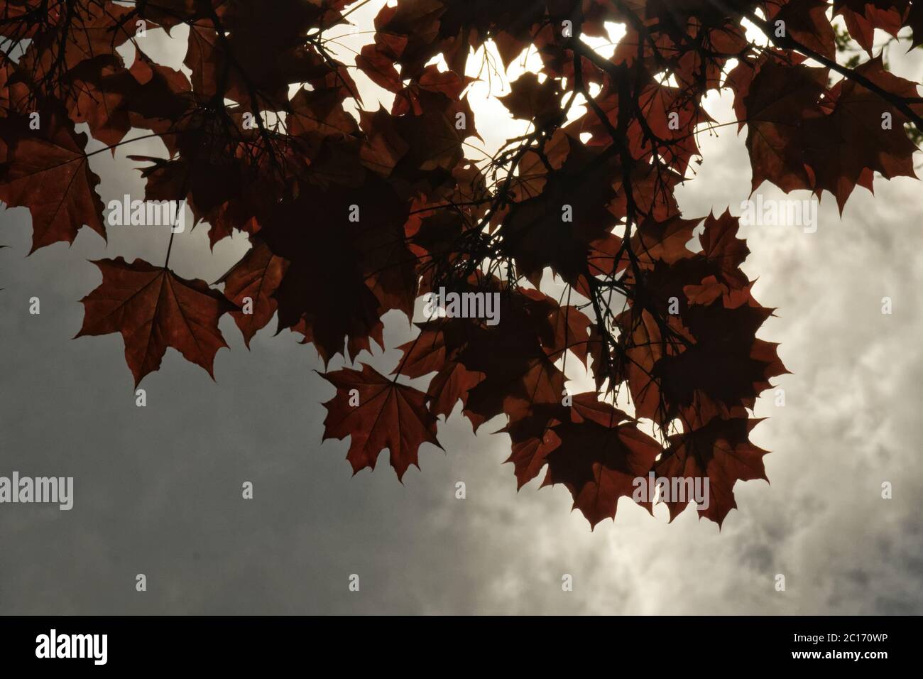 Maple clouds hi-res stock photography and images - Alamy