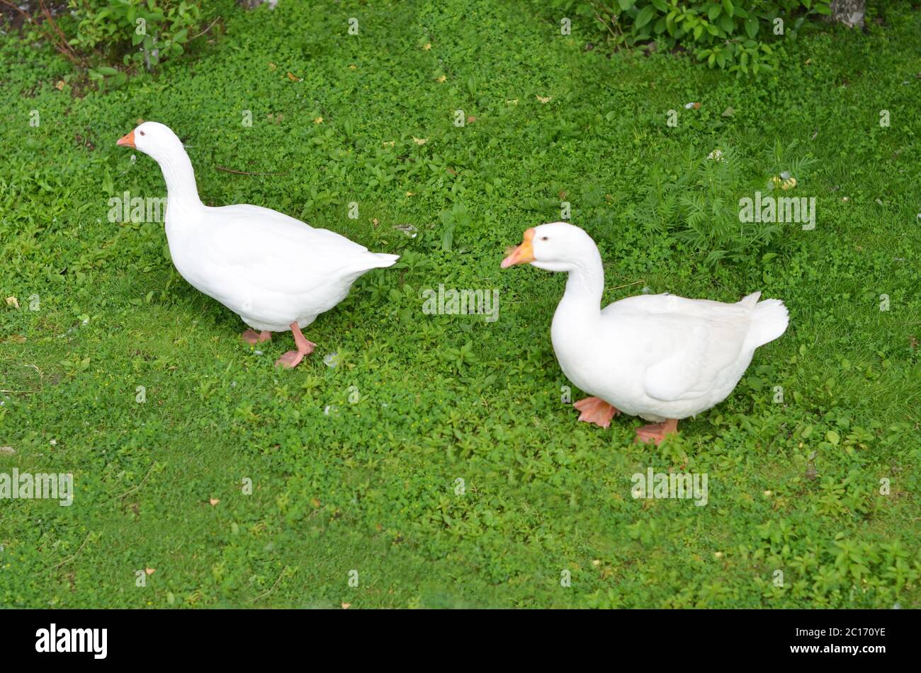 Cute geese walking on hi-res stock photography and images - Alamy