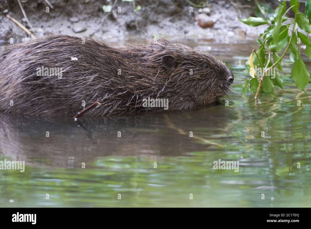 Beaver castor fiber teeth hi-res stock photography and images - Alamy