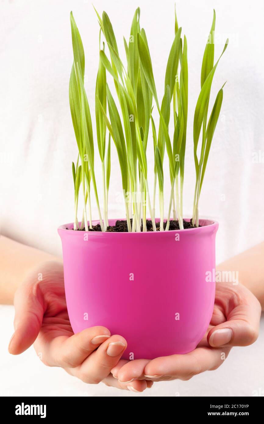 Growing organic barle grass Stock Photo - Alamy