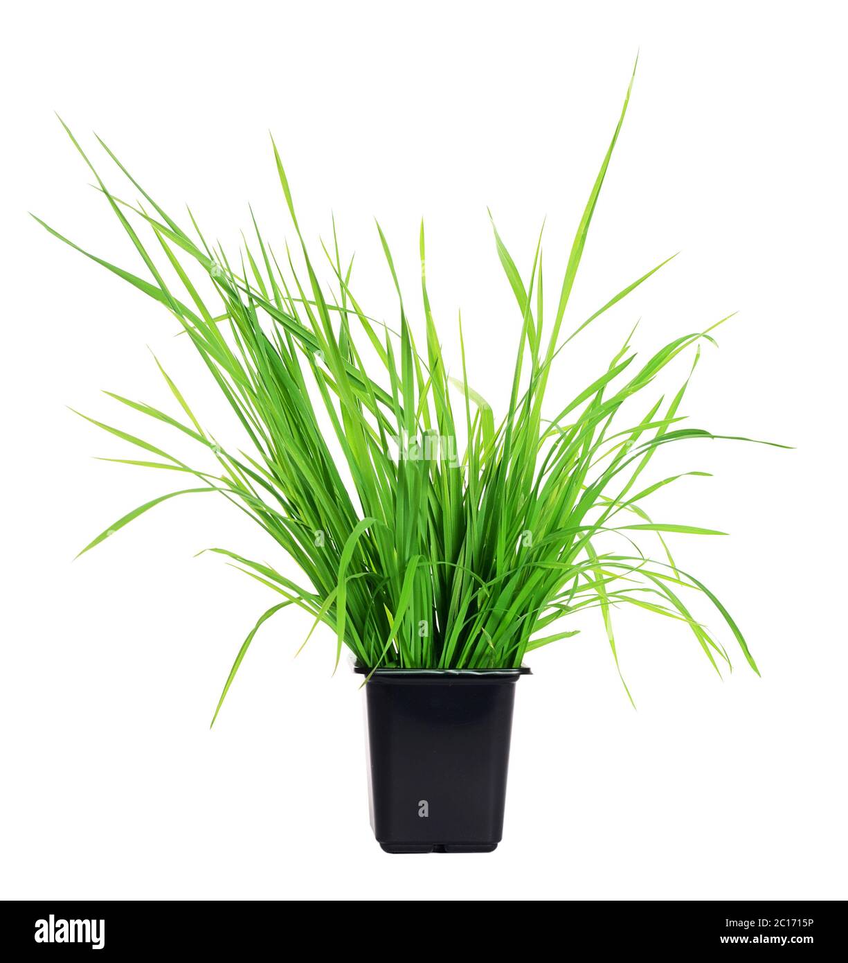 Grass in pot isolated on white Stock Photo - Alamy