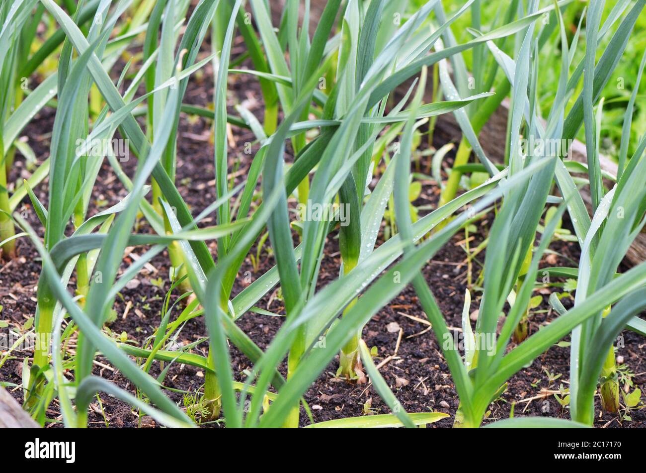 Garlic growing in the garden closeup Stock Photo - Alamy