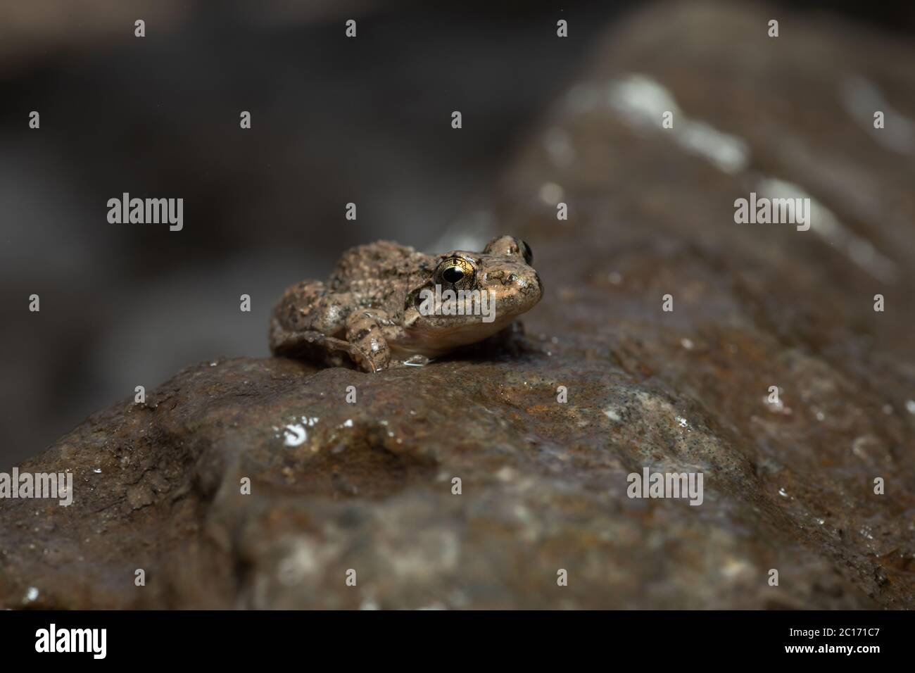 Fejervarya species, Pune, Maharashtra, India Stock Photo - Alamy