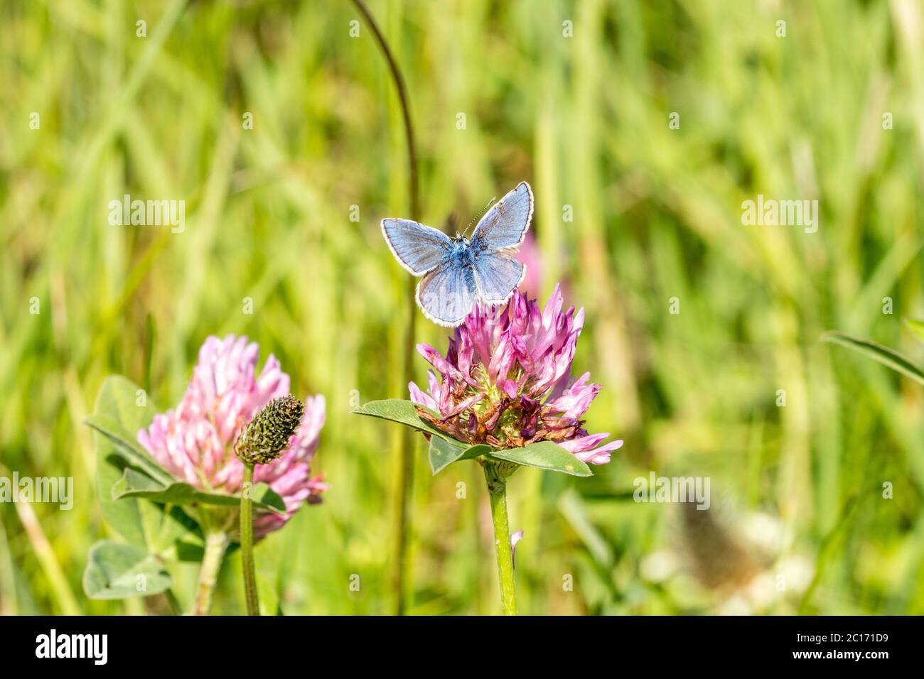Clover flower with beetle hi-res stock photography and images - Alamy