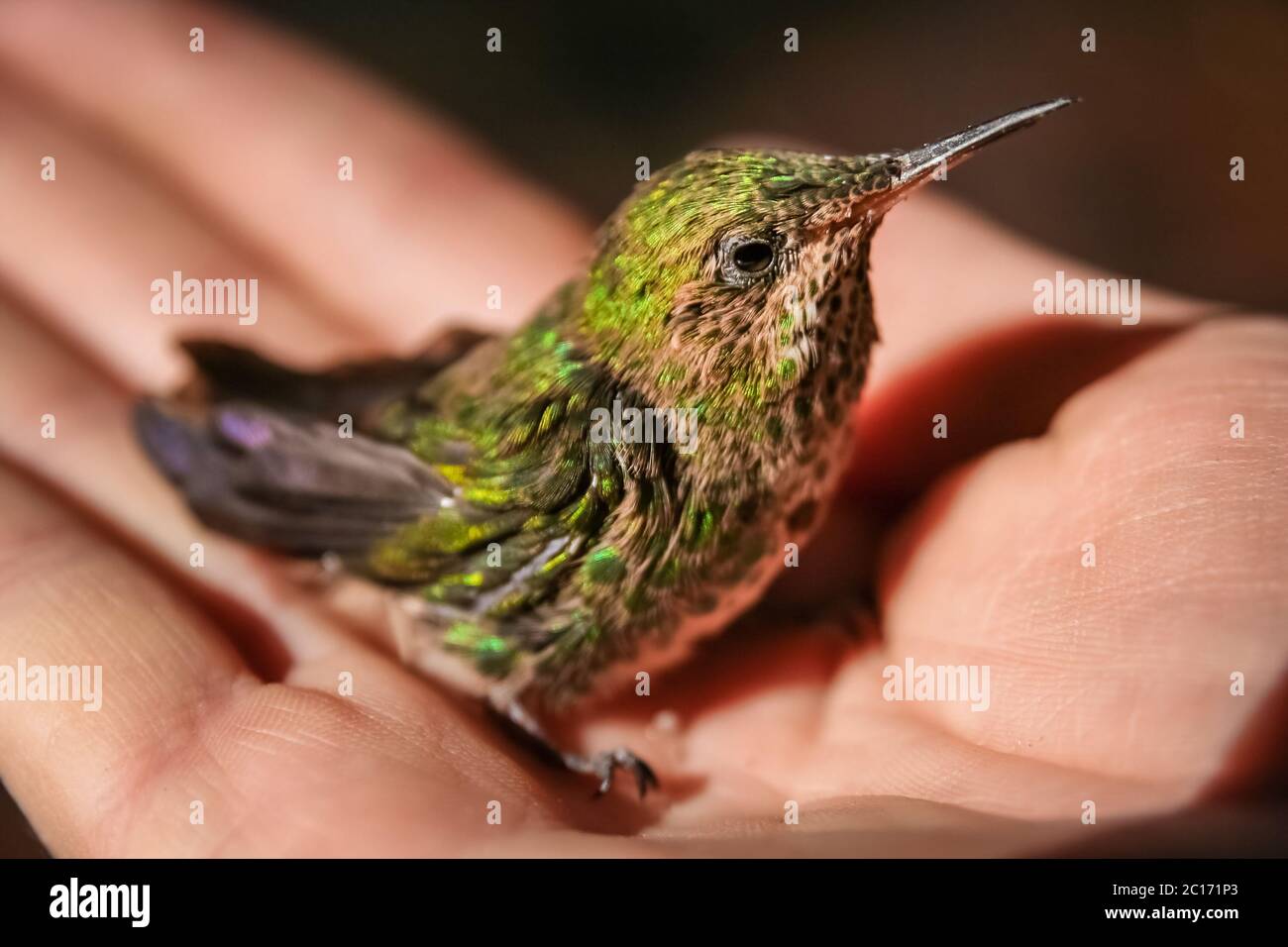Little green hummingbird Stock Photo - Alamy