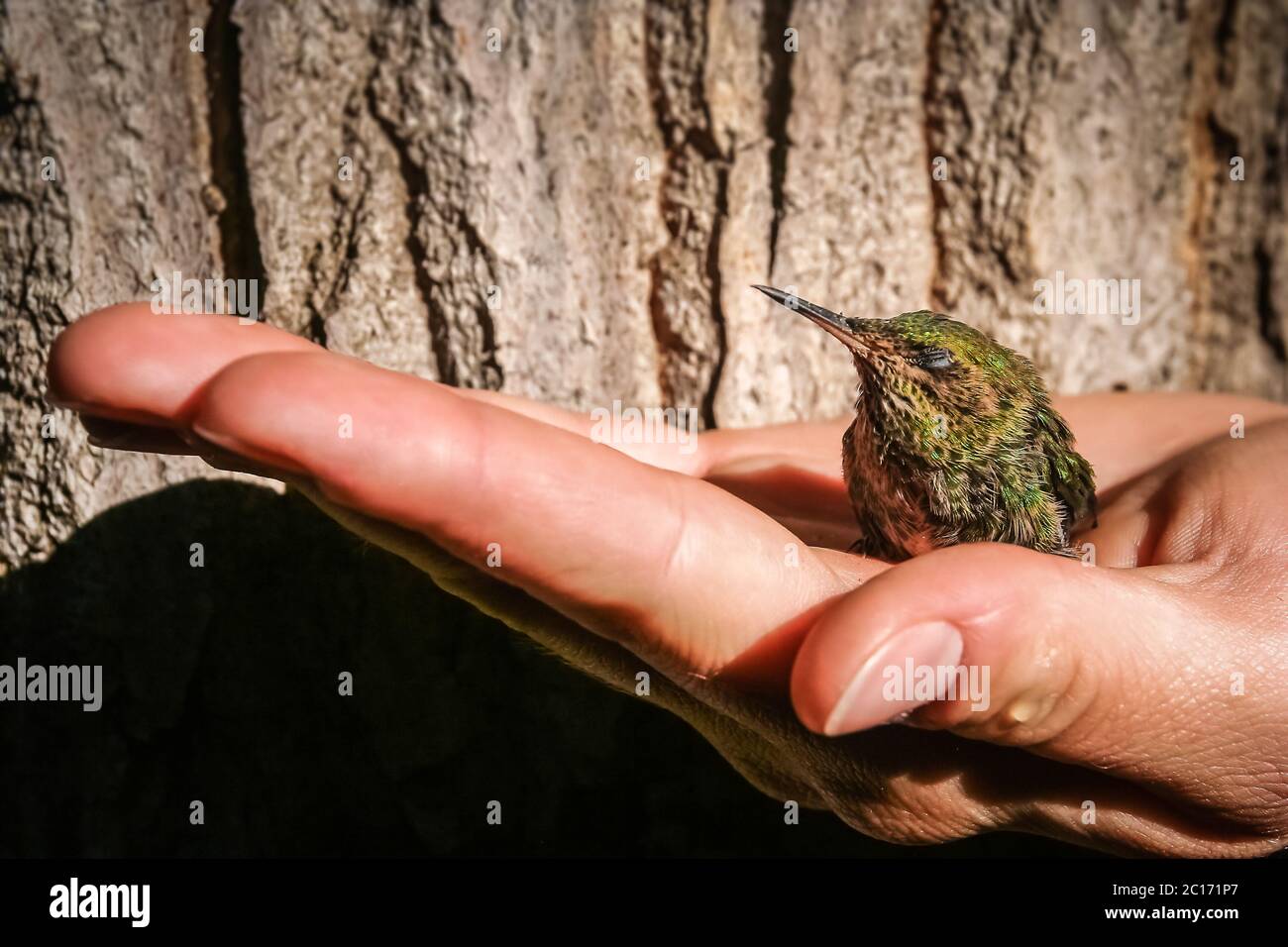 Little green hummingbird Stock Photo - Alamy
