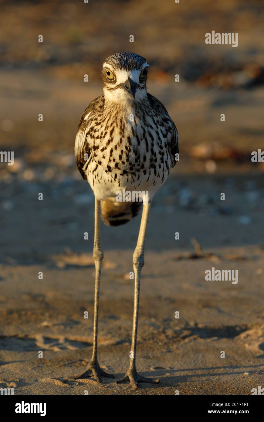 Australian Ground Dwelling Bird High Resolution Stock Photography and ...