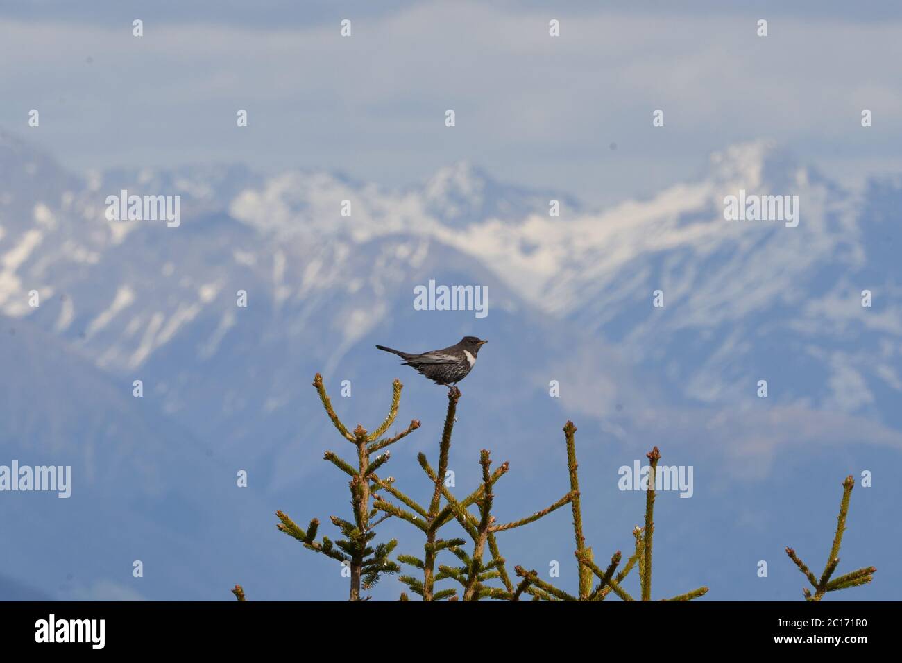 Wildlife thrush turdidae female hi-res stock photography and images - Alamy