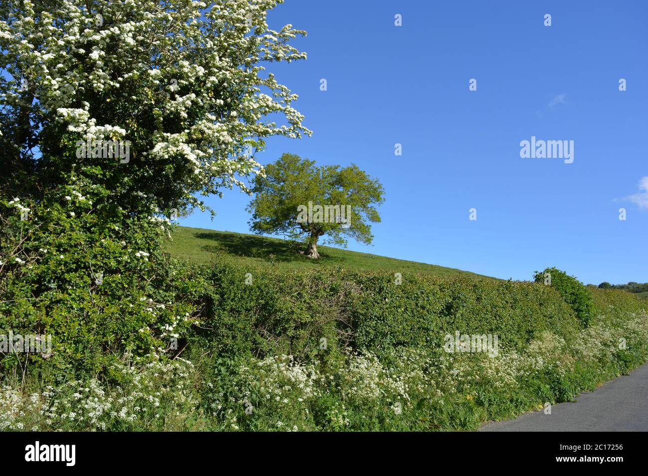English spring landscape with hawthorn and cow parsley in flower at the ...