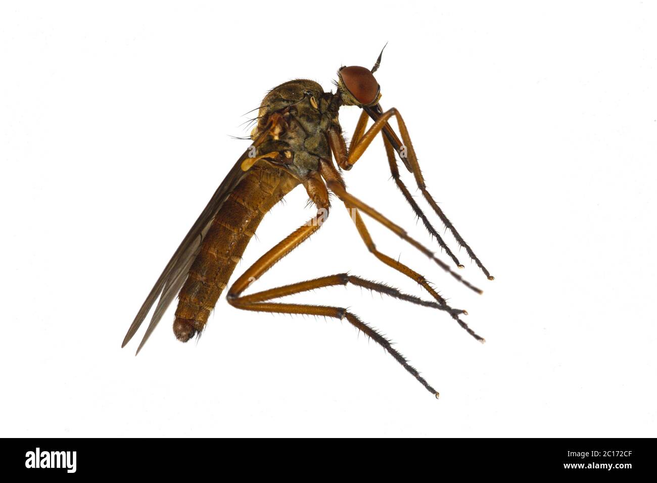 Mosquito proboscis hi-res stock photography and images - Alamy