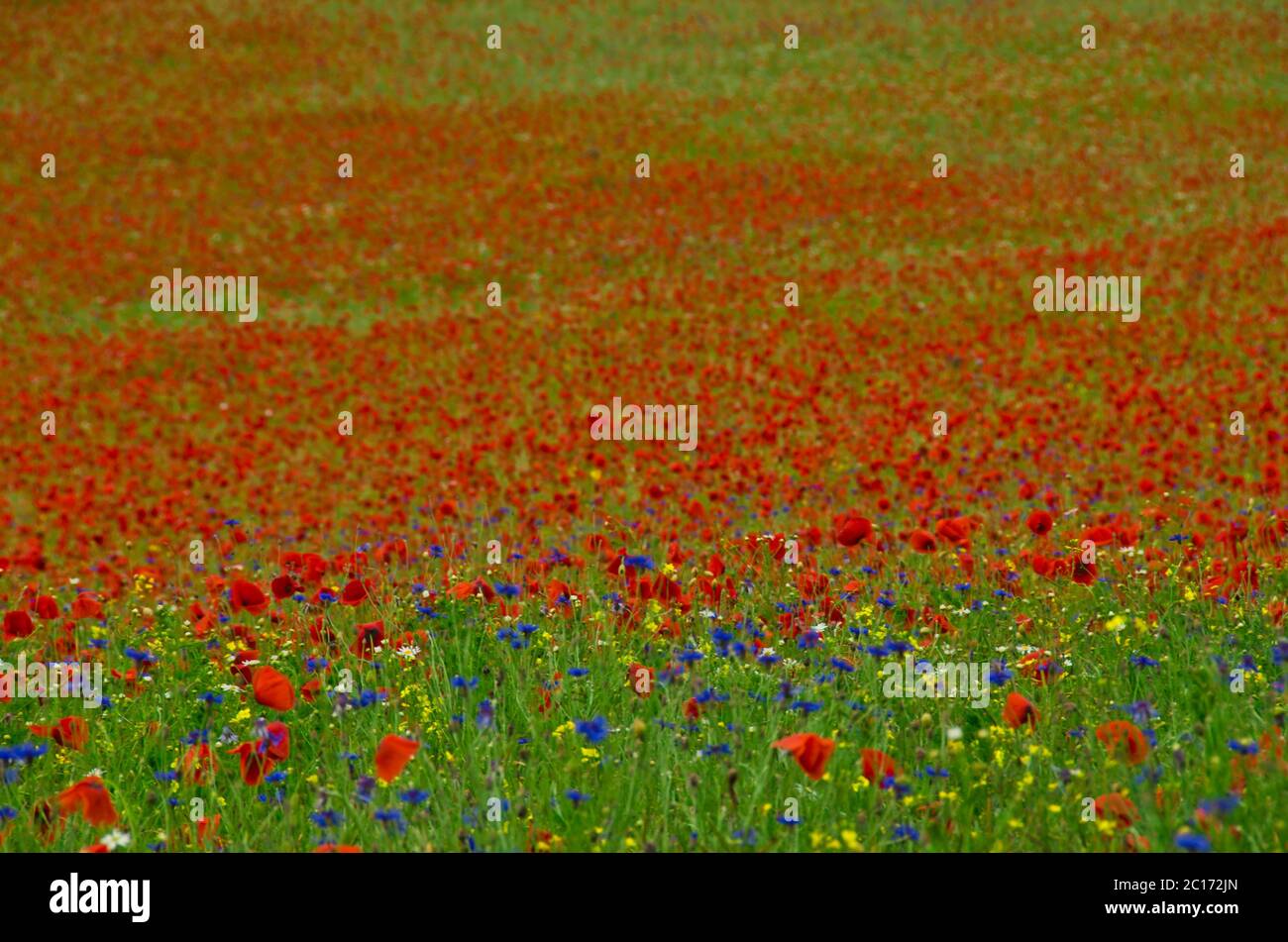 A large and beautiful field full of red poppies and other wildflowers ...
