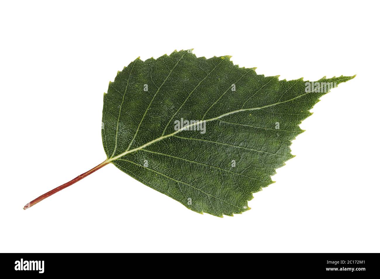 Birch leaf isolated on a white background Stock Photo - Alamy