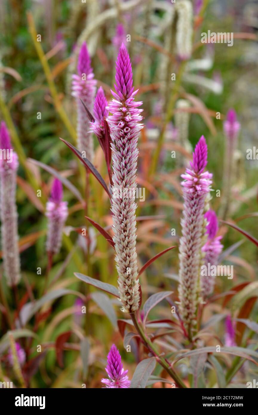 Pennisetum decoration hi-res stock photography and images - Alamy