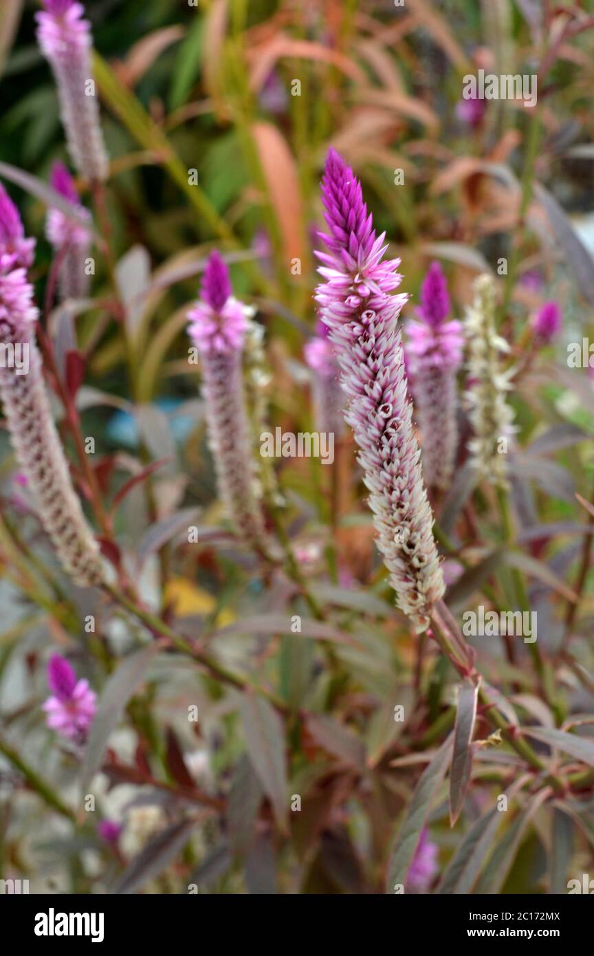 Pennisetum alopecuroides grass summer autumn hi-res stock photography ...