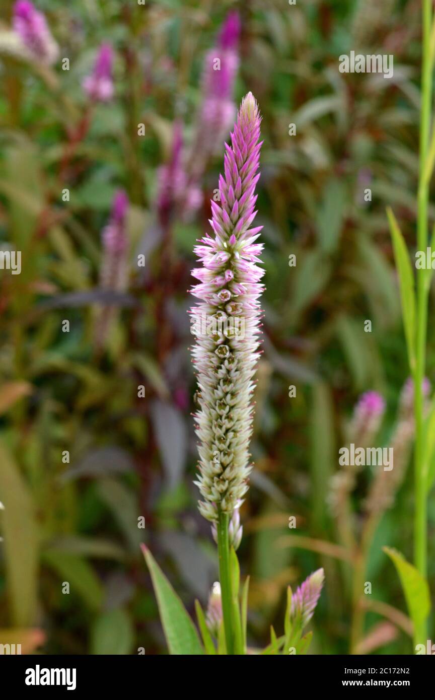 Pennisetum alopecuroides grass summer autumn hi-res stock photography ...