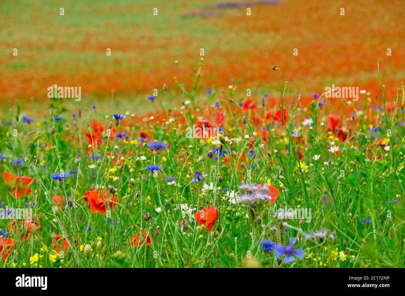 A large and beautiful field full of red poppies and other wildflowers ...