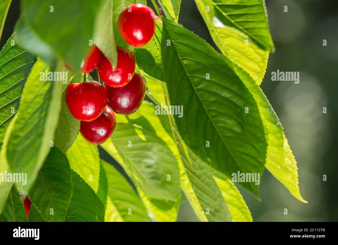 Ripe fresh red cherry on a green leafy tree. Organic fruit farm Stock ...