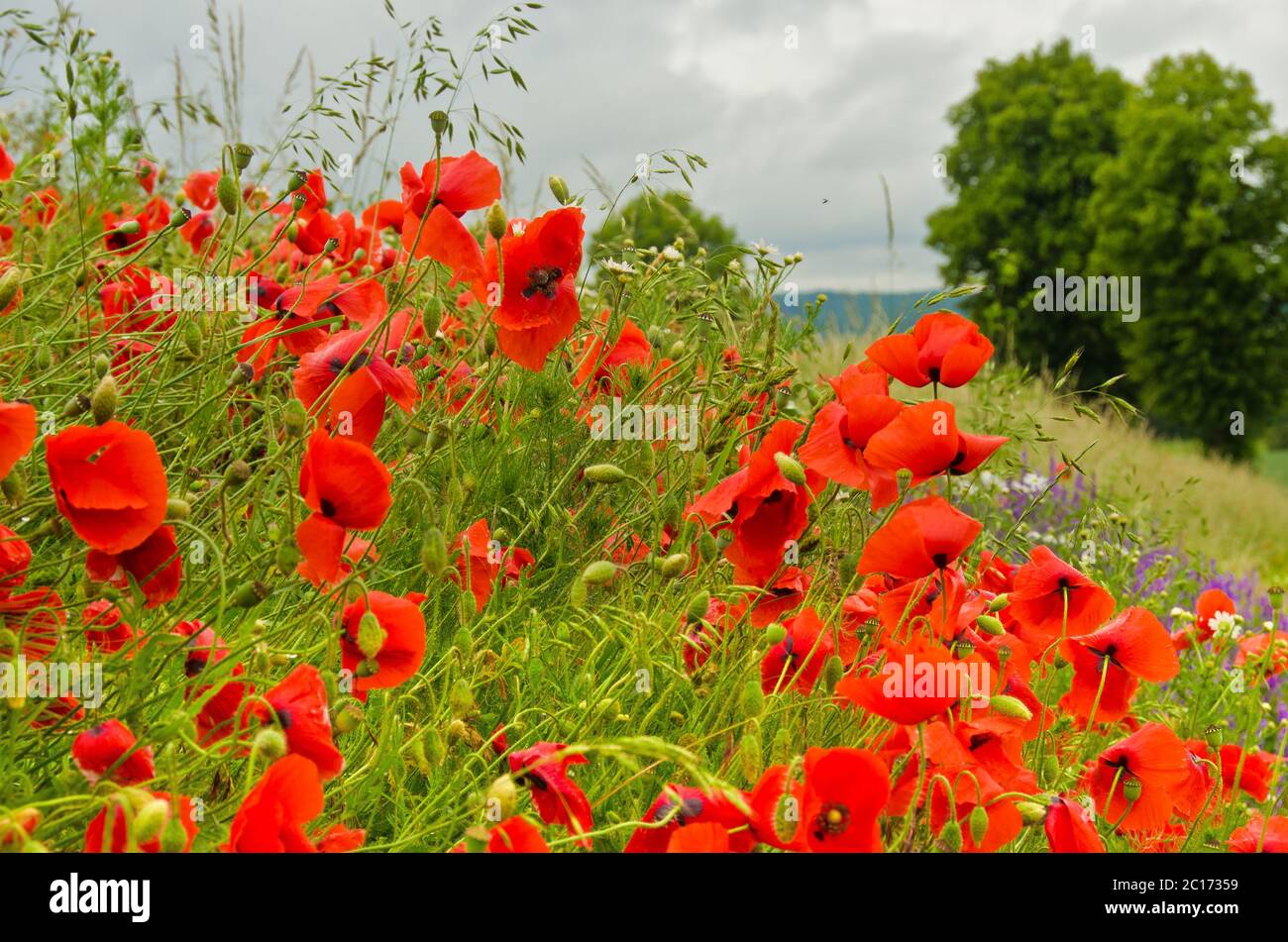Red colorful common poppies in foreground of a large field full of ...