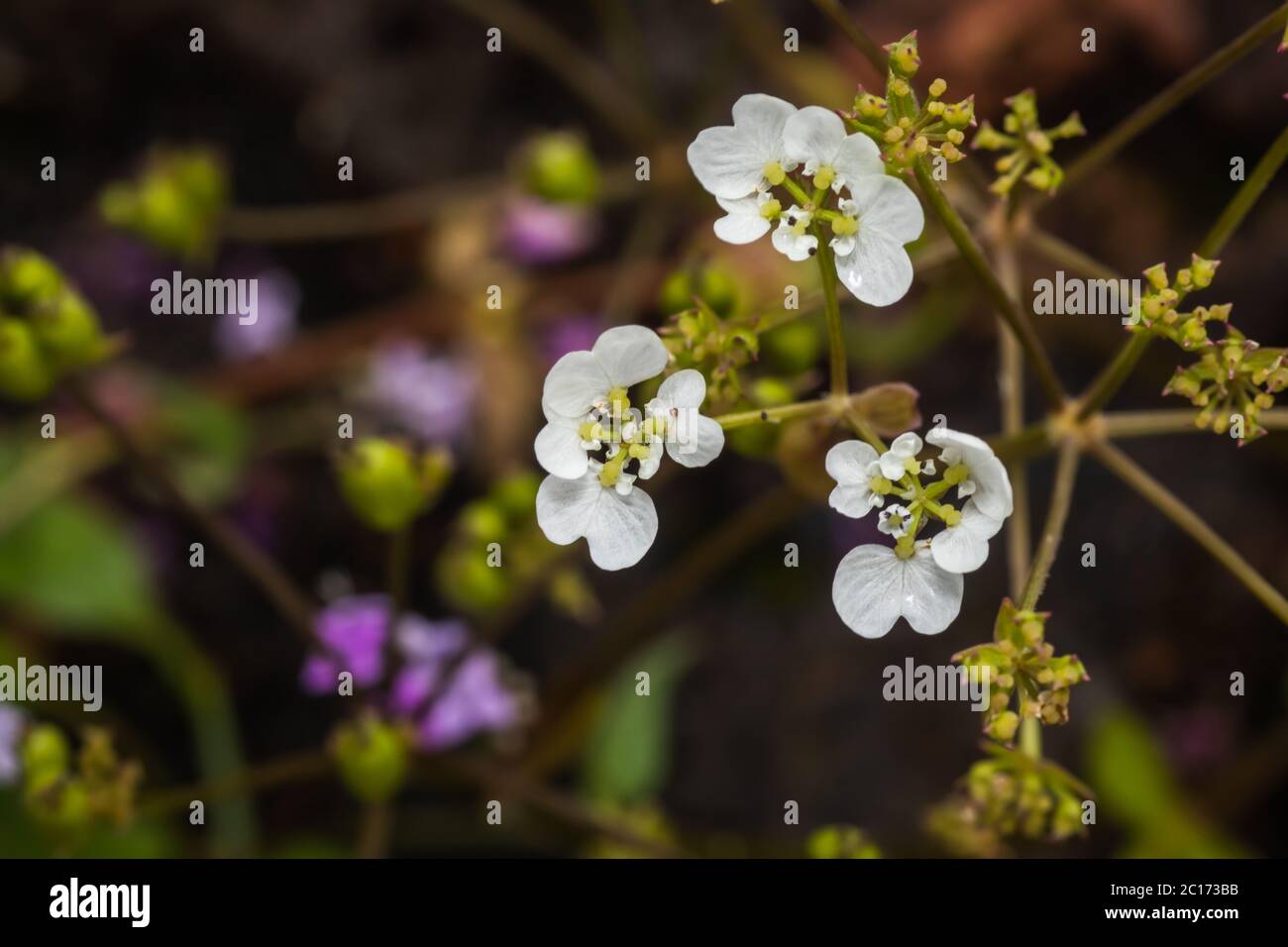 Pinda india hi-res stock photography and images - Alamy