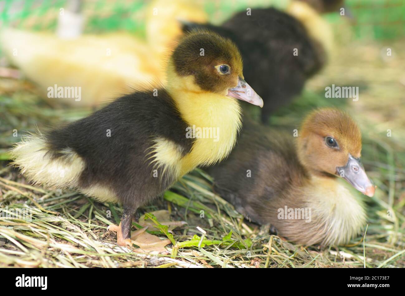 The little musk duck closeup Stock Photo - Alamy