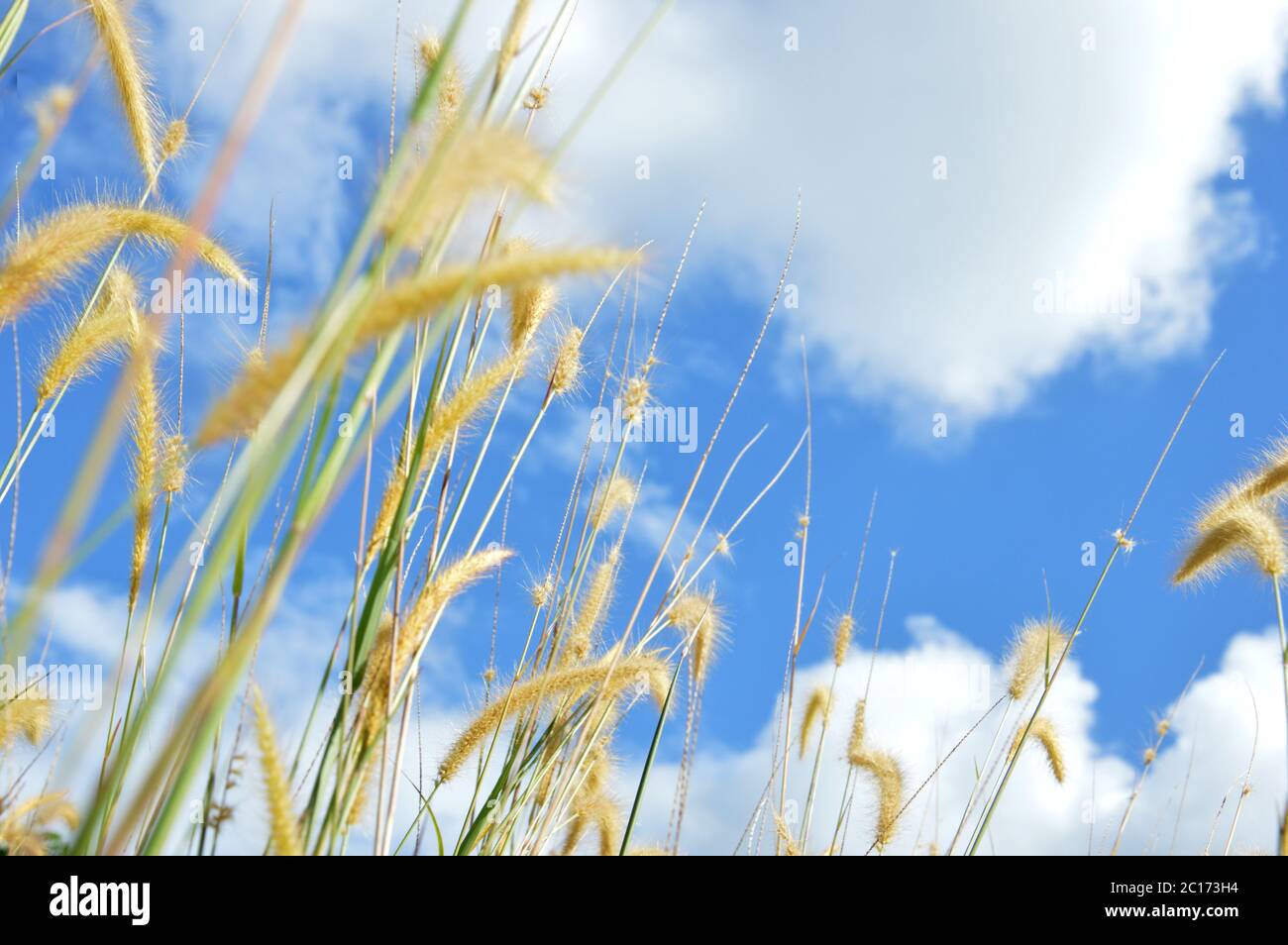 Grass weed hi-res stock photography and images - Alamy